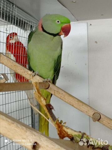 Птенцы Александрийского попугая