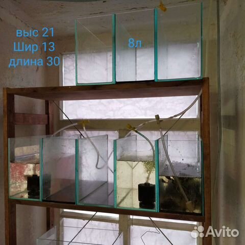 Аквариумные рыбки и другое