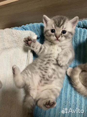 Британские котята