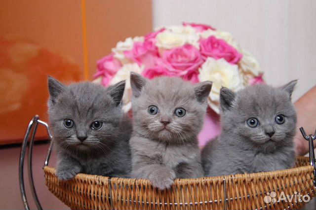 Британские котята шоу класса