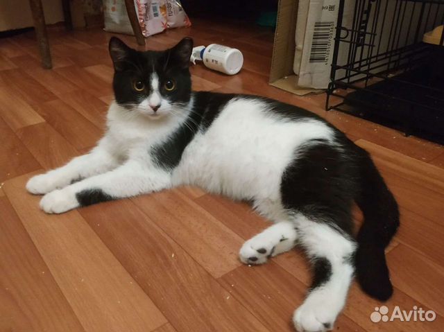 Молодой ласковый котик ищет дом