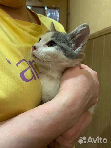 Кошечка Ириска.игрива.не привереда к лотку приучен