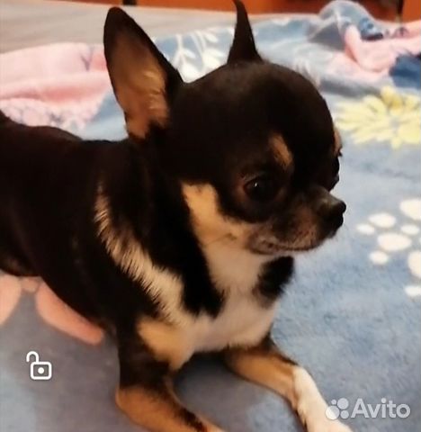 Чихуахуа мини мальчик