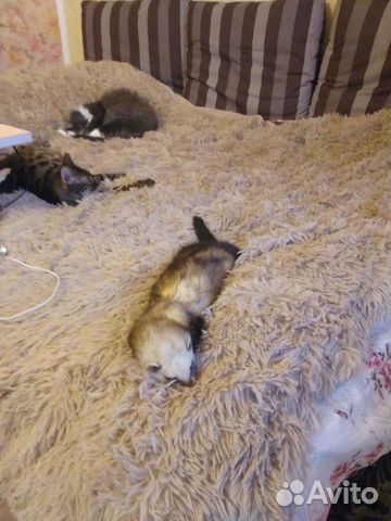 Хорьки красивые с доставкой по всей России