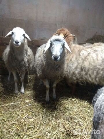 Овца котная