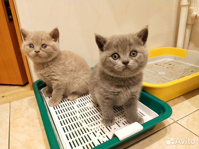 Котята - британцы породистые