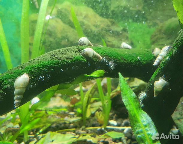 Улитки мелании