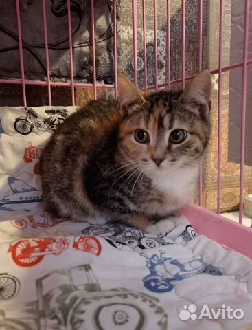 Добрая малышка в добрые руки