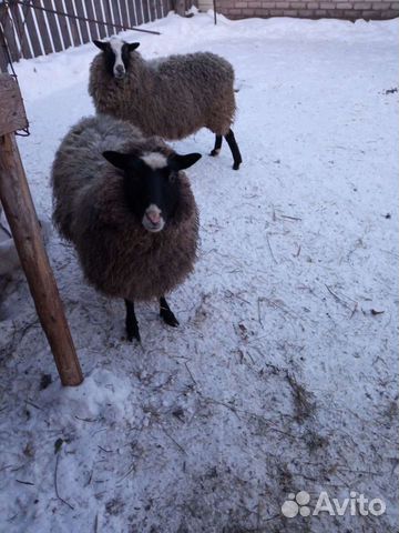 Овцы бараны романовские