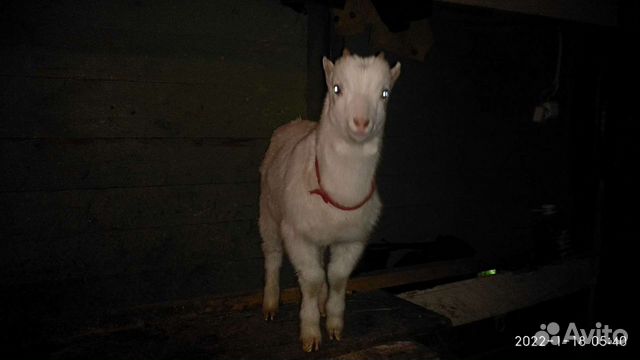 Козлята, 100 Ламанча