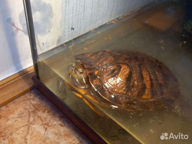 Красноухая черепаха с аквариумом(200л) в хорошие р