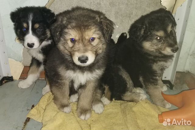 Щеночки ищут добрых хозяев