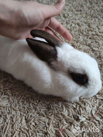 Декоративные кролики