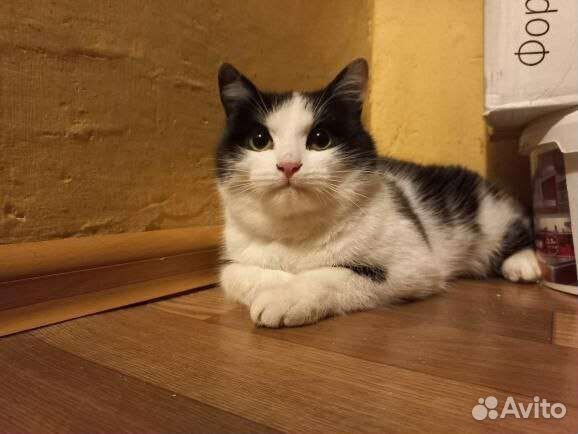 Кошка в дар