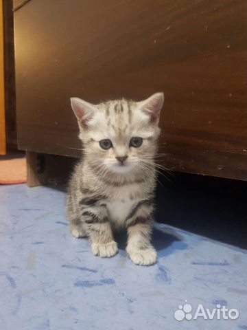 Шотландские котята
