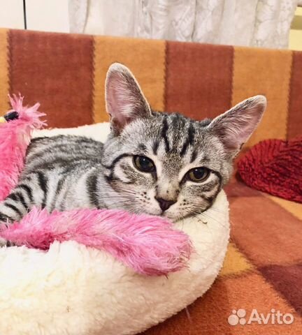 Котенок Мультик в самые добрые руки