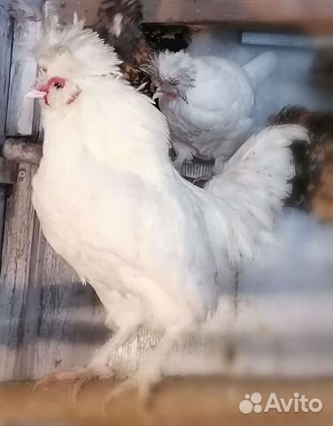 Петух