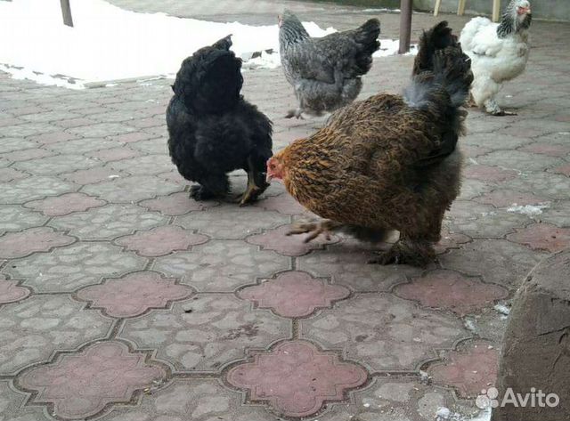 Инкубационное яйцо