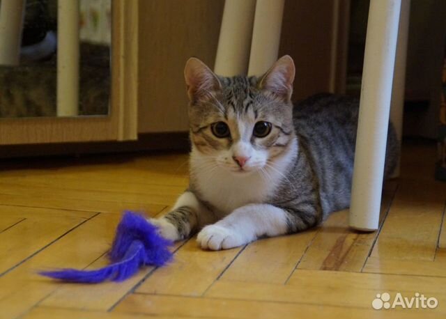 Робкий котик Брюс ищет заботливые руки