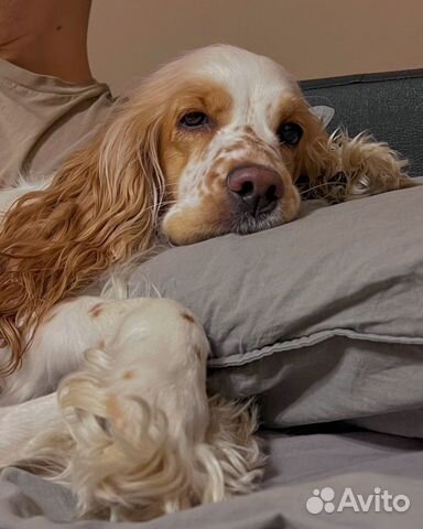 Вязка кокер спаниель