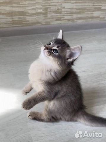 Сомалийская кошка