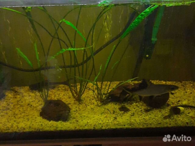 Аквариум с рыбками, тумбой, фильтром(внешник), уф