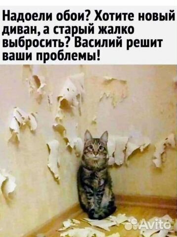 Бенгальская кошка бесплатно