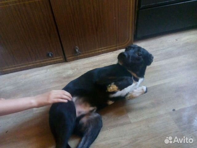 Собаки бесплатно в добрые руки щенки