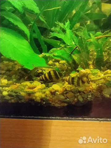 Аквариумное животные