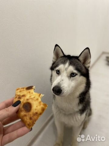 Сибирский хаски приглашает даму на вязку