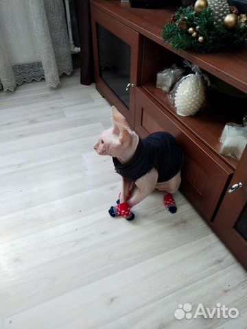 Канадский сфинкс