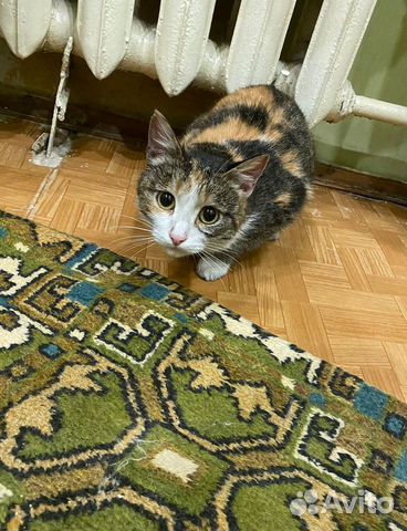 Кошка