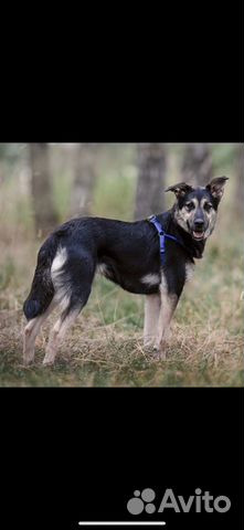 От этой собаки отказись 2 раза Родители, где вы
