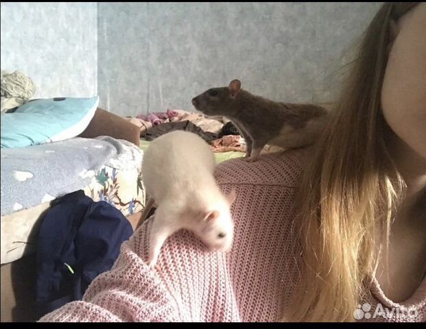 Две крысы