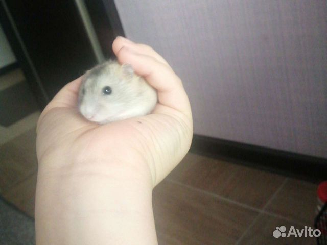 Джунгарский хомяк без доставки