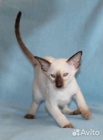 Ориентальная милашка