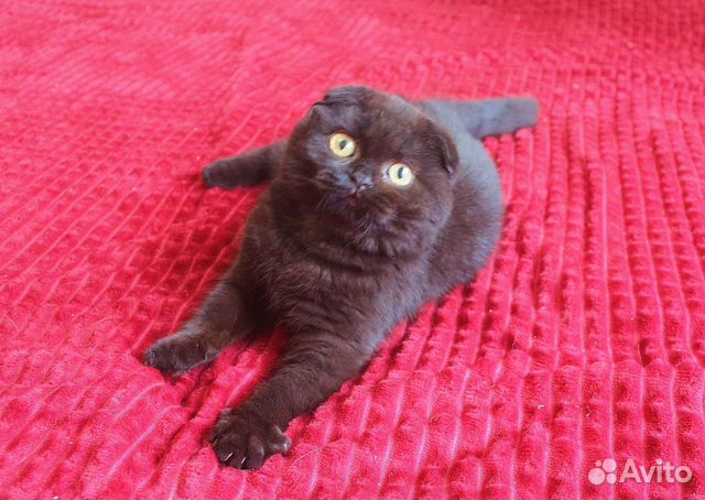 Котик Уголёк