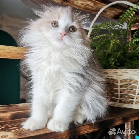 Шотландцы хайленд фолд и страйт