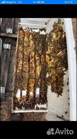 Пчеломатки Питер/Москва на пятое мая 2022