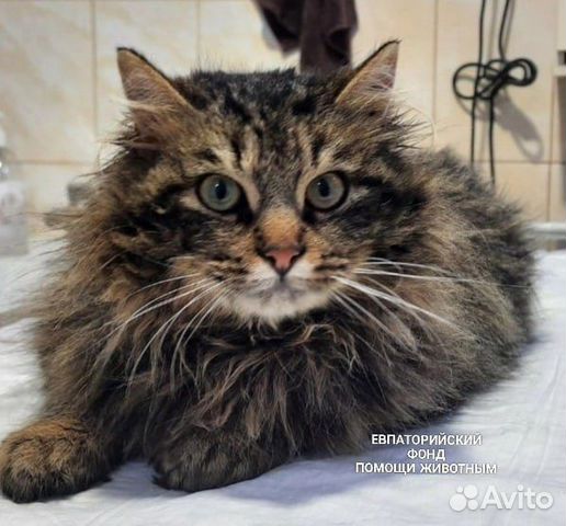 Красивый котик,фенотип сибирской породы
