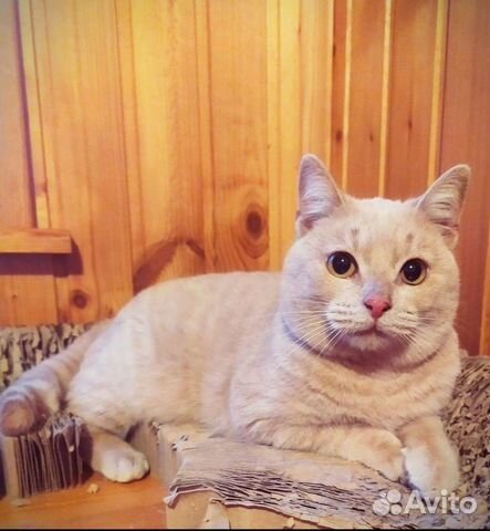 Рыжий котенок мальчик