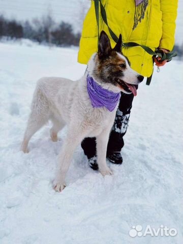 Собака Белла из приюта в добрые руки