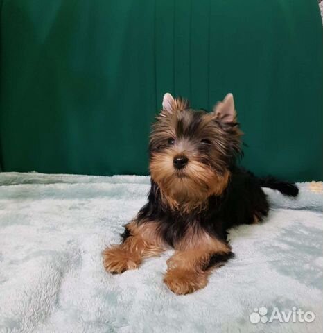 Йоркширский терьер щенки