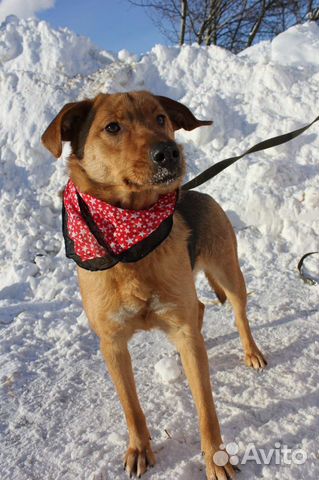 Собака из приюта ищет семью