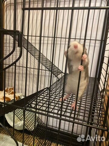Крыса дамбо с клеткой 2шт