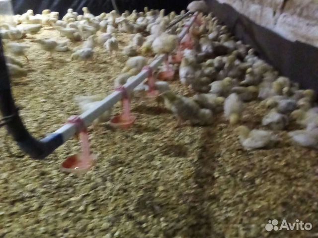 Трёхнедельное Адлерское серебро
