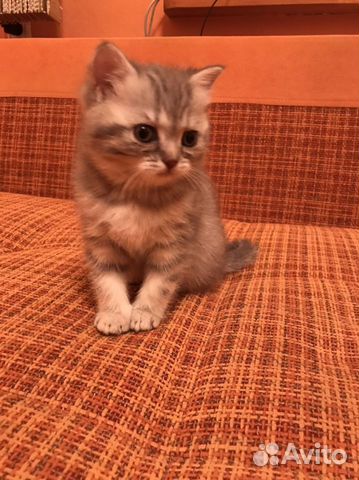 Британская кошка, 1,5 месяца