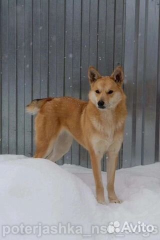 Собака в добрые руки