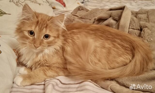 Котенок Девочка в Дар