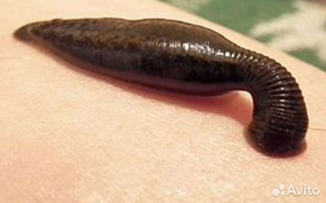 Пиявки на продажу